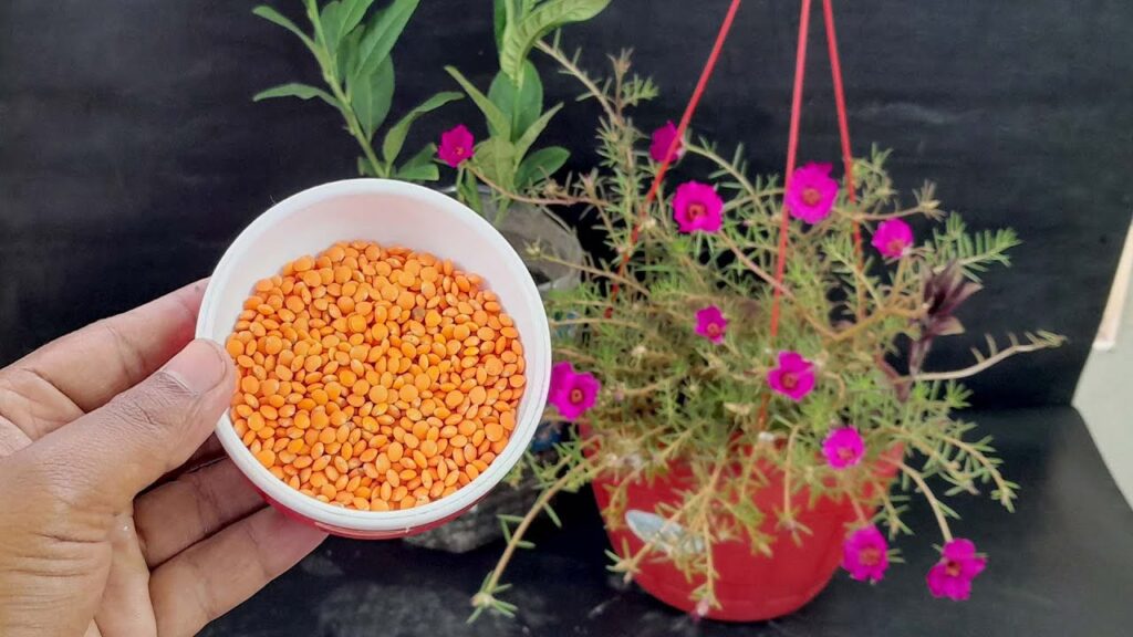 World Food Day: “Water is life, Water is Food!”